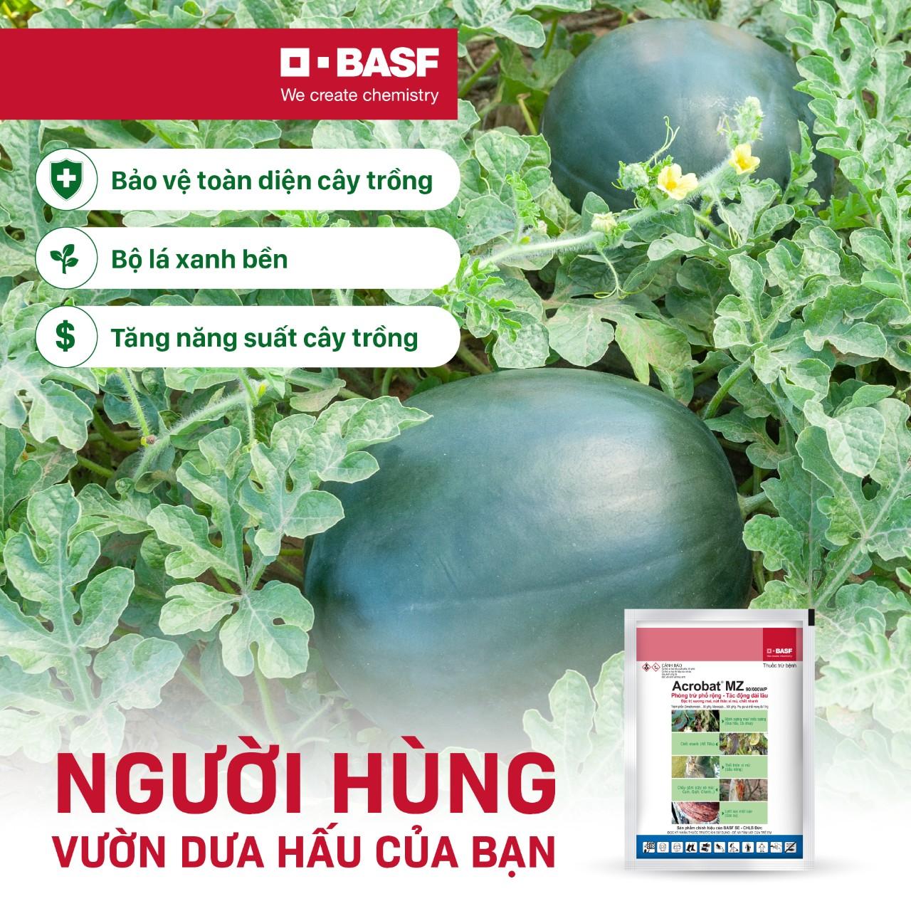 Thuốc trừ bệnh Acrobat MZ - Gói 100g - Minh Khôi Agro